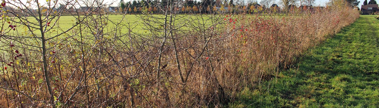Van Akker naar Bos – Hoe ontwikkelen we een landbouw die minder ...