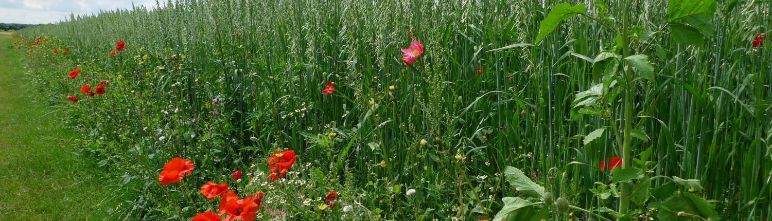 Van Akker naar Bos – Hoe ontwikkelen we een landbouw die minder ...